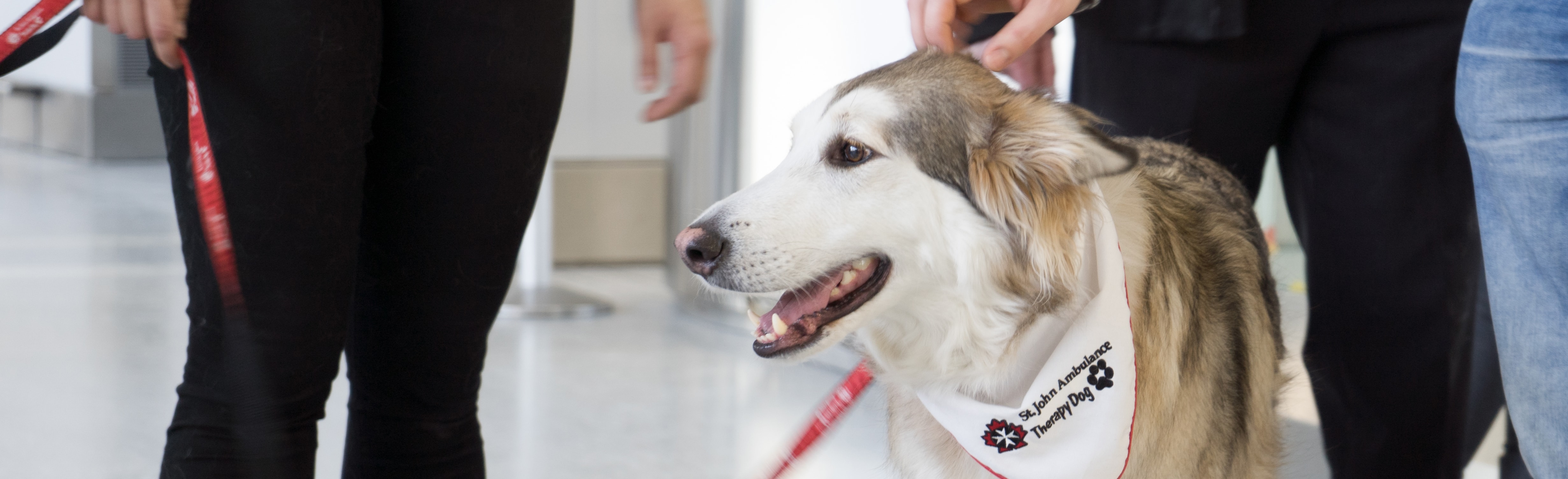 Chiens thérapeutiques | Pearson Airport